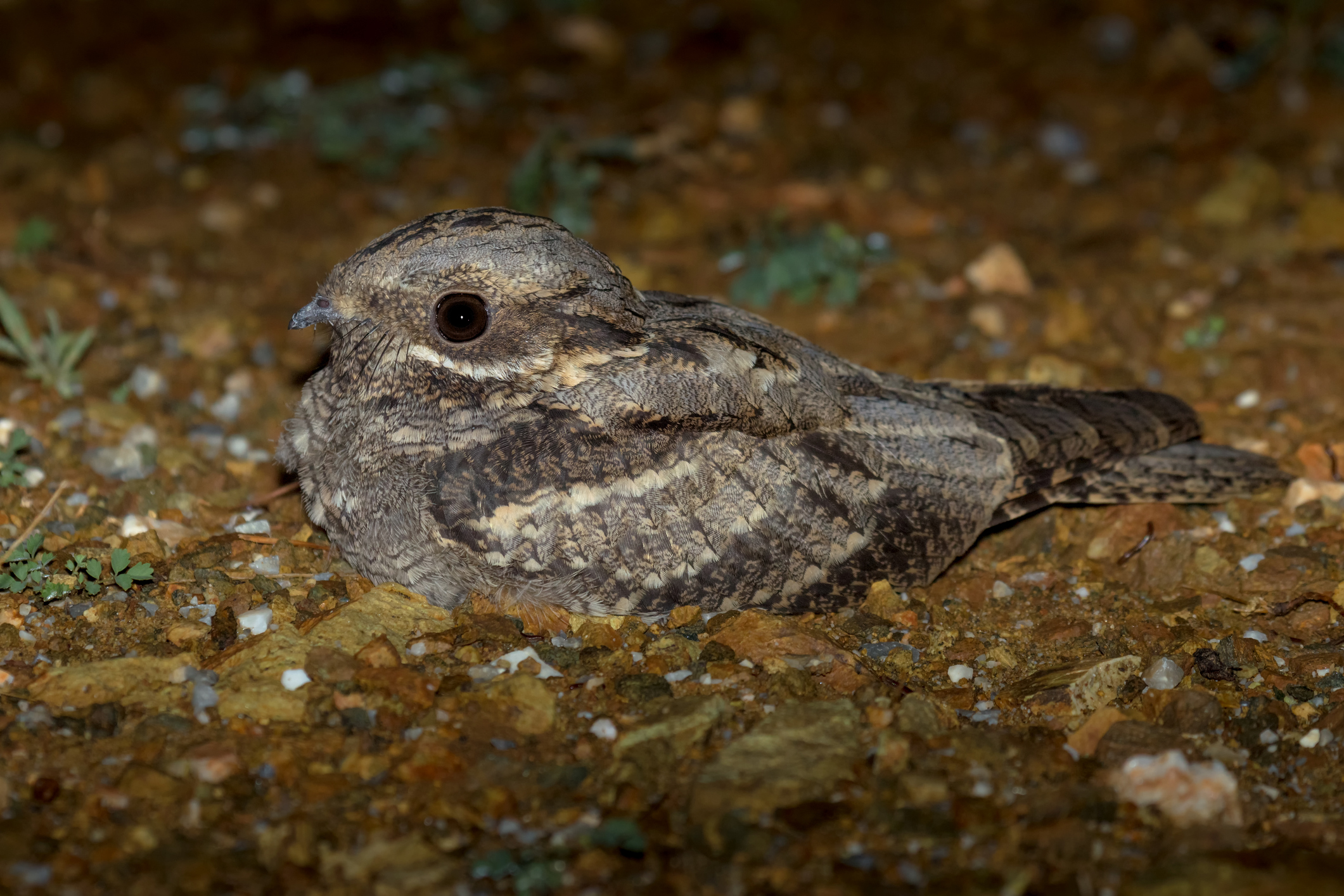Drones can detect protected nightjar nests - News - Cardiff University