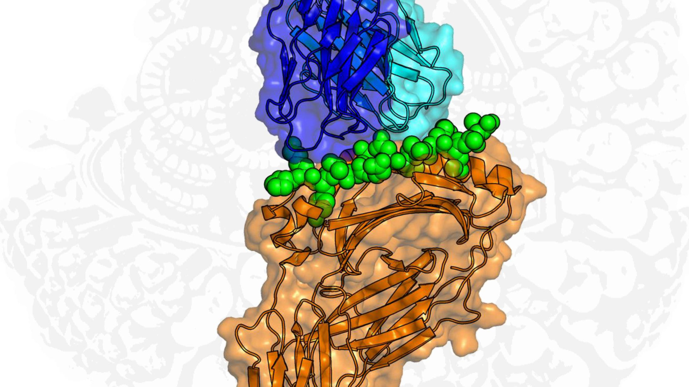 Discovery of new immune targets inside flu virus offers hope for ...