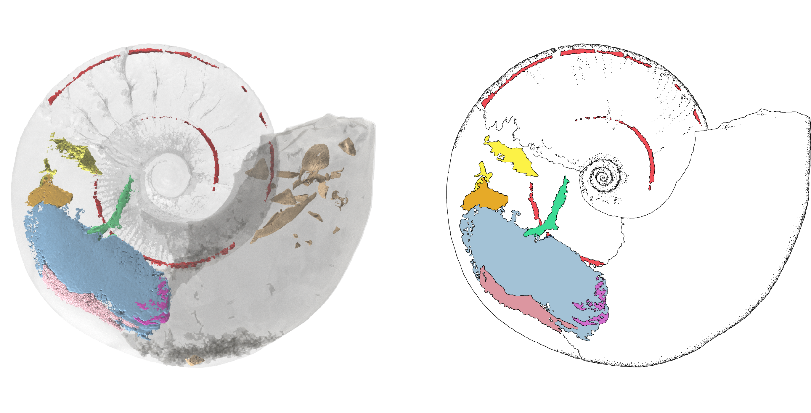 Rare Jurassic fossil reveals never-before-seen ammonite muscles in 3D ...
