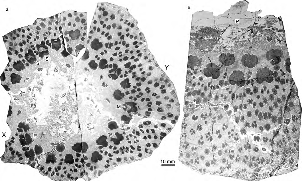 World's oldest and most complex trees - News - Cardiff University