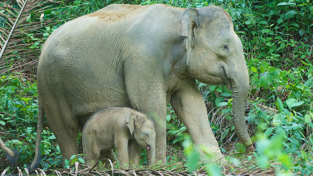 How AI can help prevent elephant poaching - News - Cardiff University