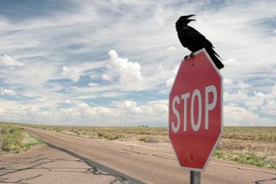 Do birds obey the speed limit? - News - Cardiff University