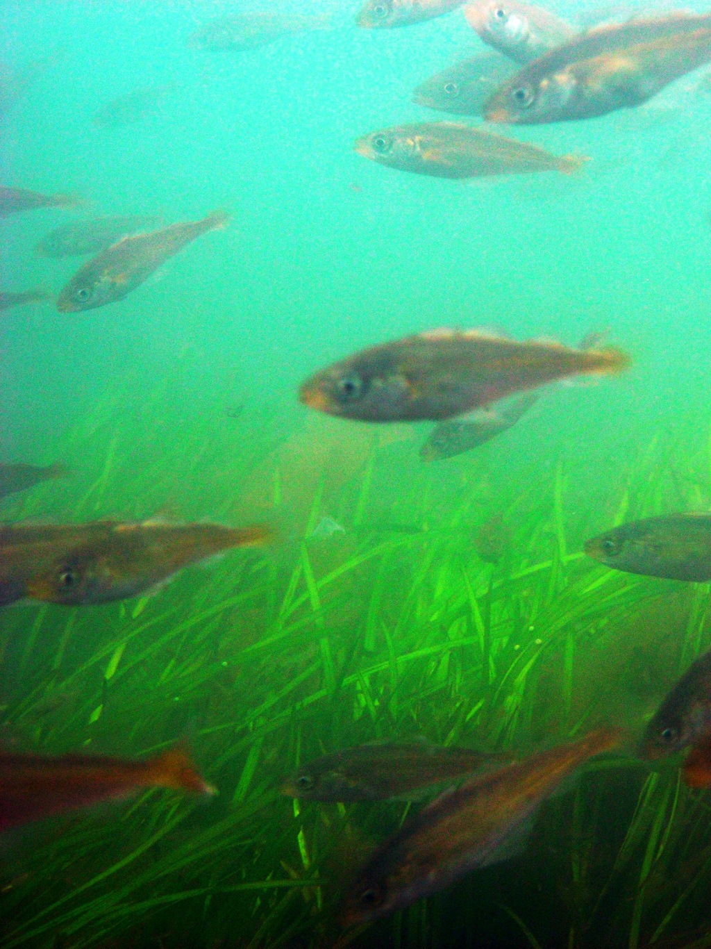 For the love of cod, let's save our disappearing seagrass - News ...